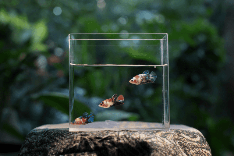 Betta Fish Tank Decorations: Create an Aquatic Paradise!