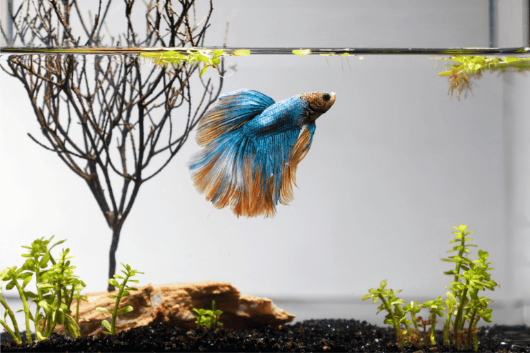 Betta Fish Tank Decorations: Create an Aquatic Paradise!