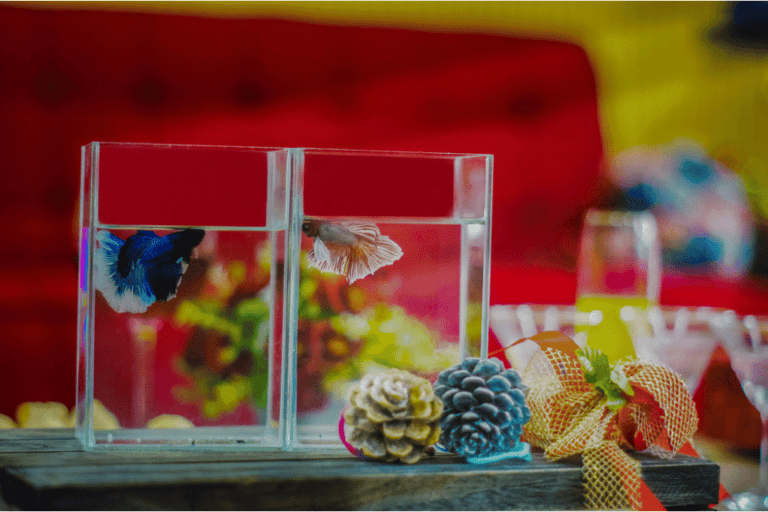 Betta Fish Tank Decorations: Create an Aquatic Paradise!