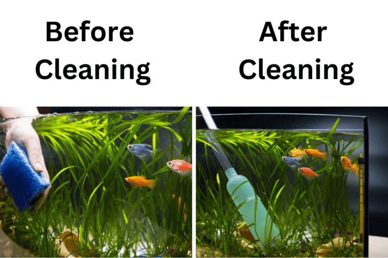 How To Clean Fish Tank: A Sparkling Oasis Guide