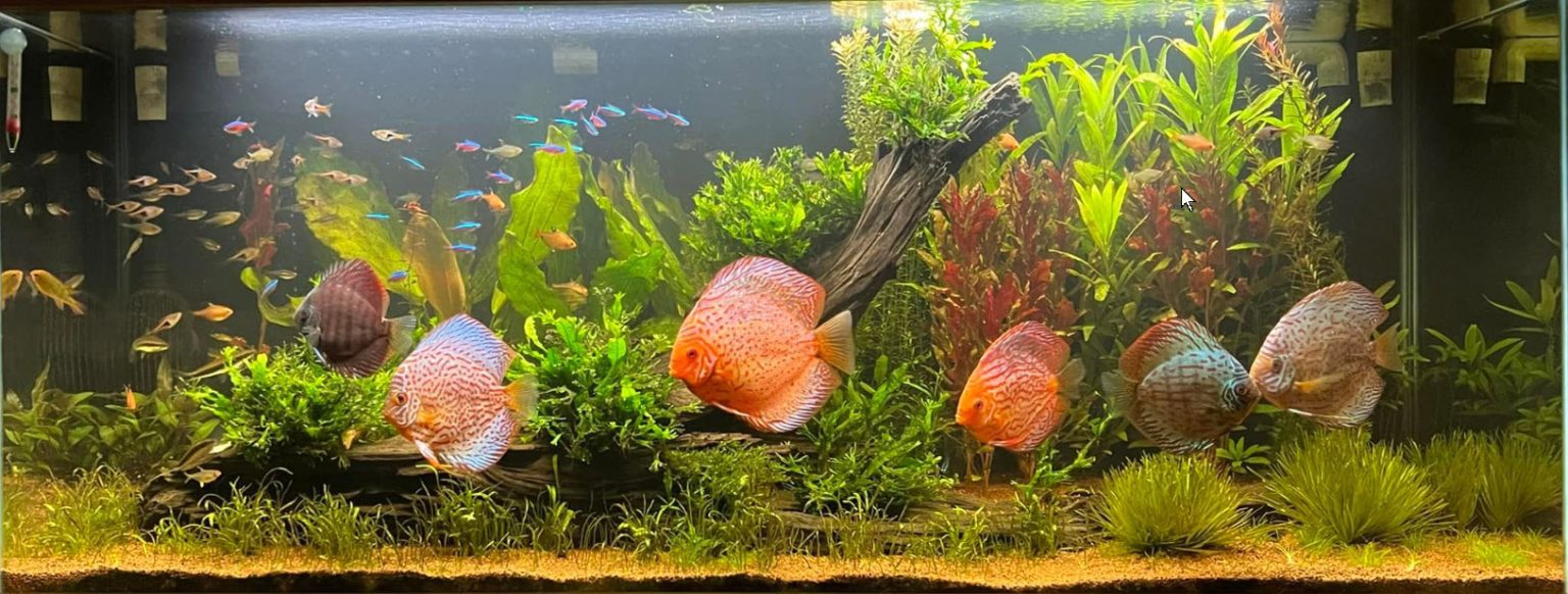 Aquarium Ornaments For Discus Tanks: Best Picks For 2026 - Insider Fish